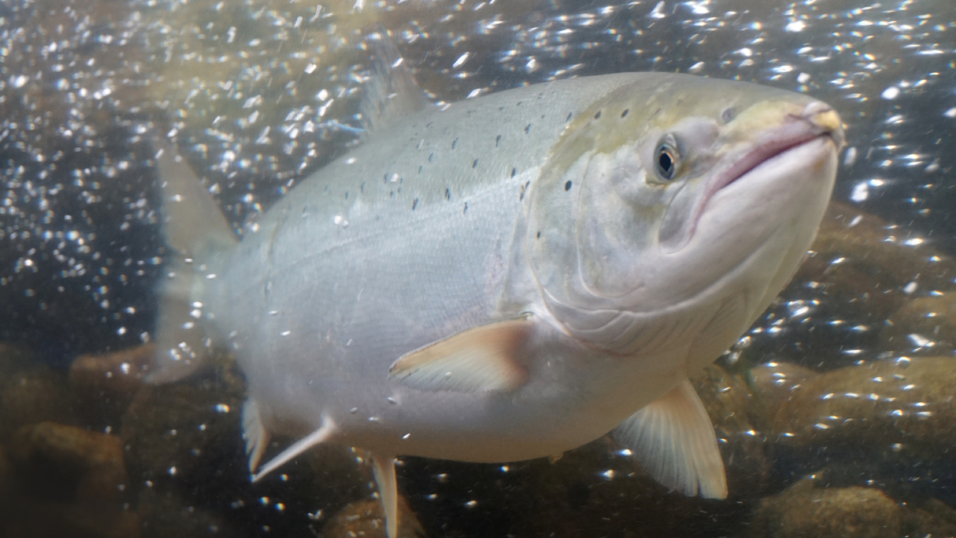 Vacuna oral para controlar enfermedad ISAV en salmones – DGT